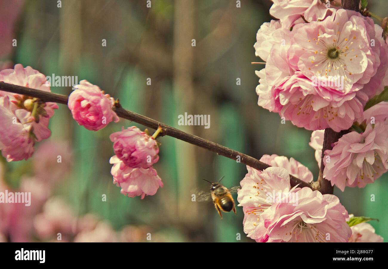 A beautiful bush of pink flowers on which a bee flies /the bee sits on ...