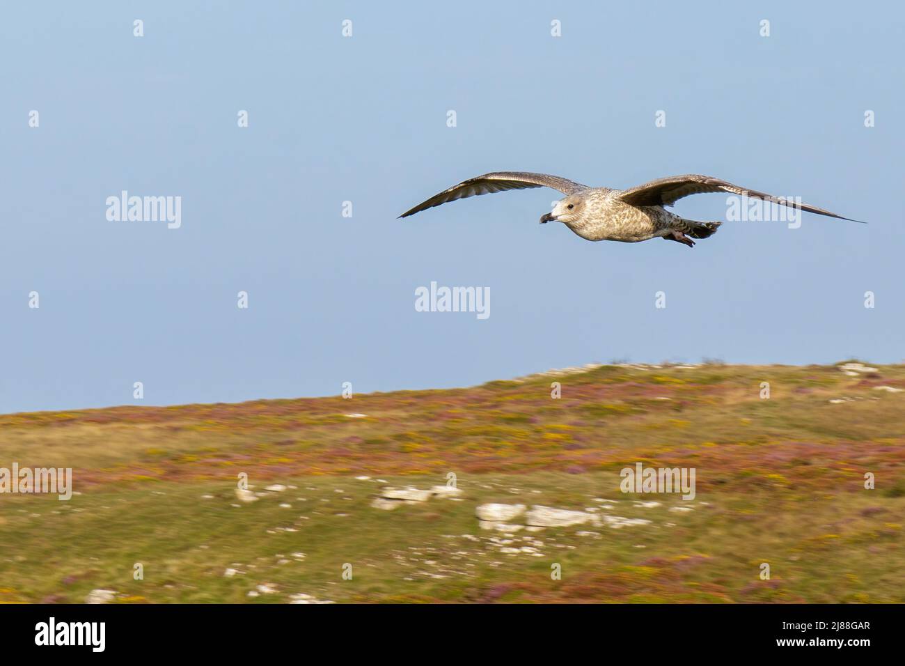 The Great Orme (Welsh: Y Gogarth) is a limestone headland on the north ...