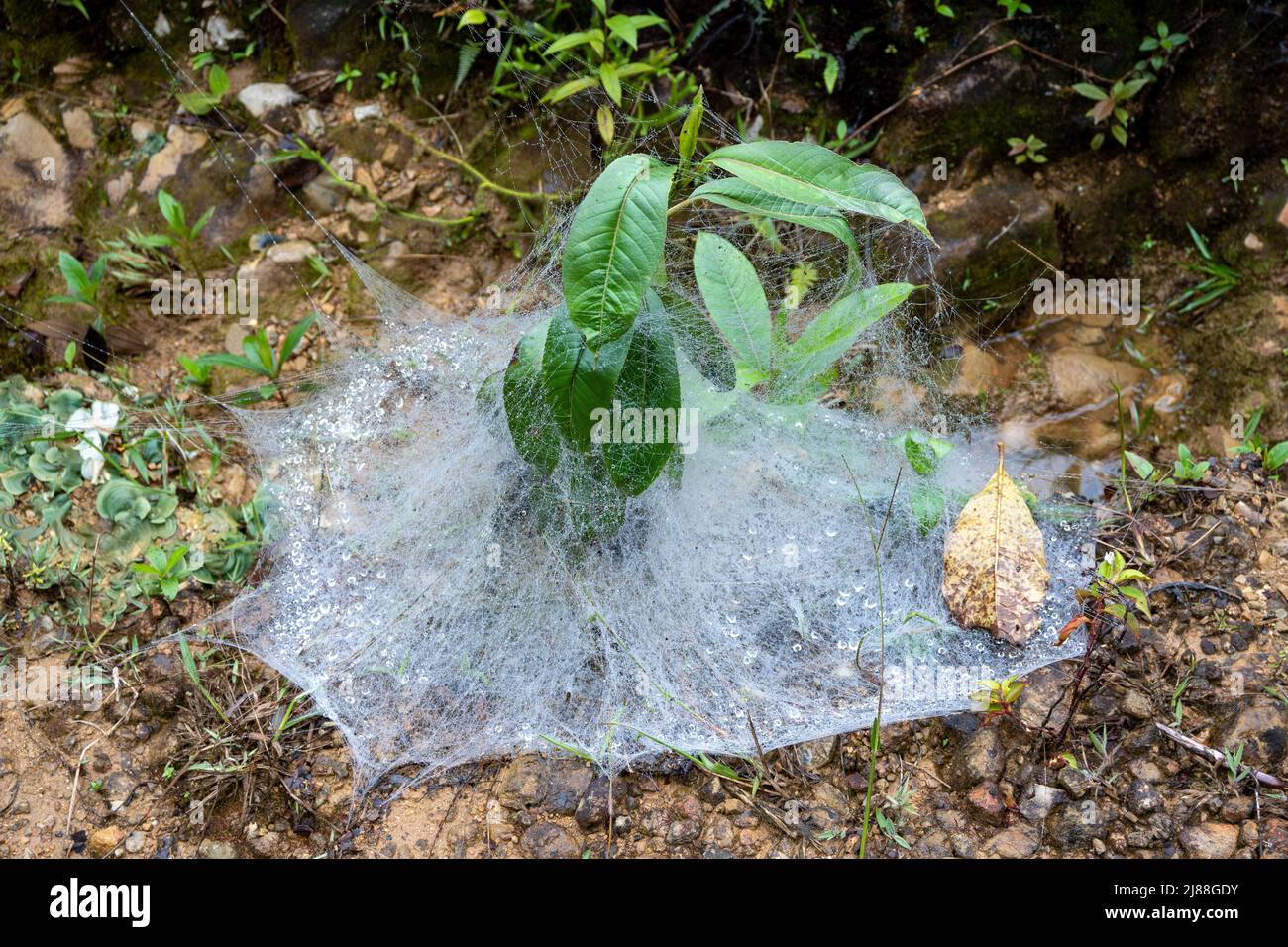 A complex tent shaped spider web in rain forest. Colombia, South ...