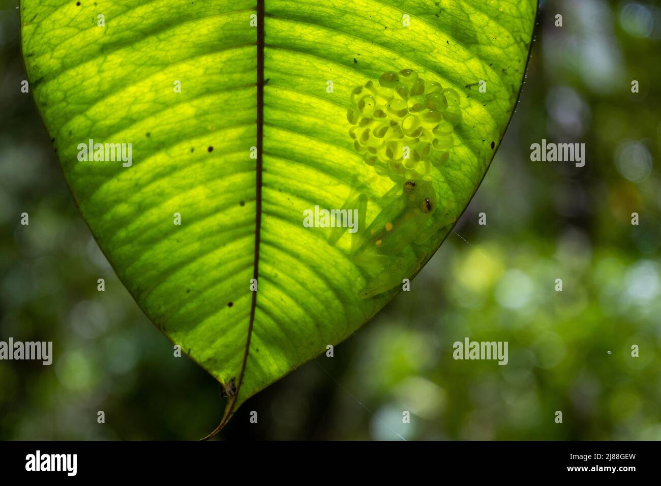 Amphibian eggs guarding hi-res stock photography and images - Alamy