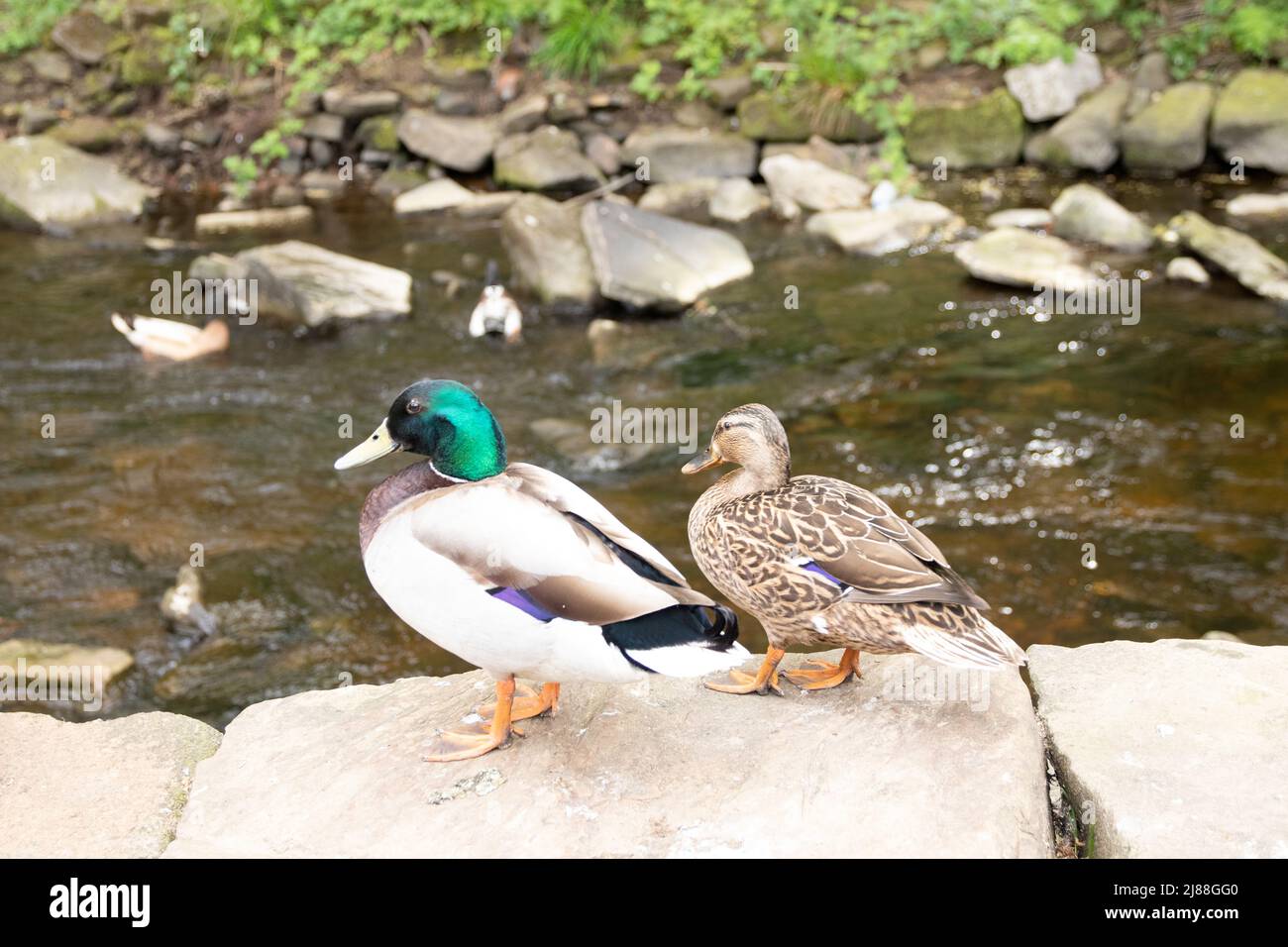 Duck side hi-res stock photography and images - Alamy