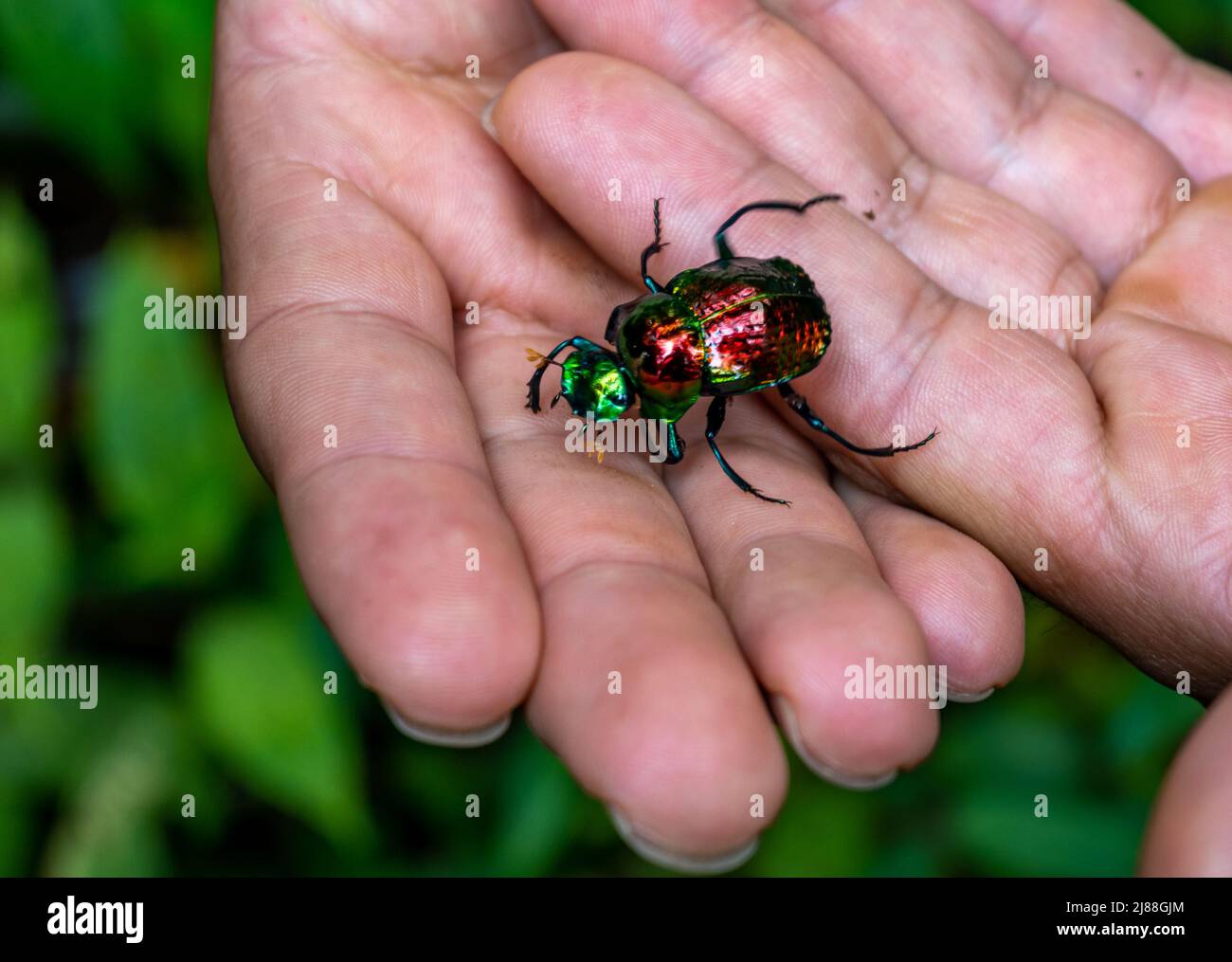 A beetle with colorful iridescent shell in hands. Colombia, South ...