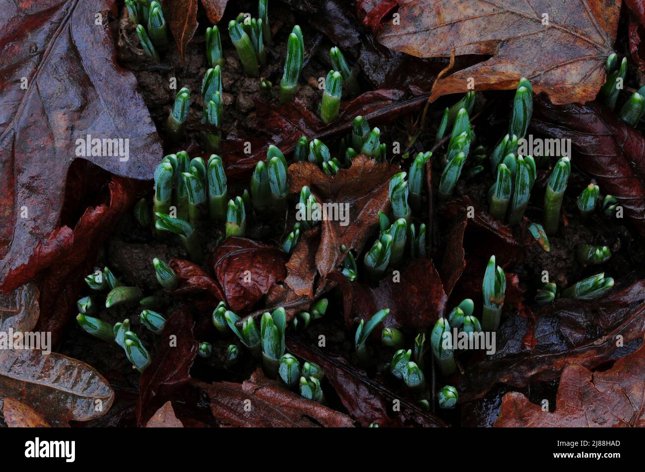 Snowdrop buds pushing up through leaf litter Stock Photo - Alamy