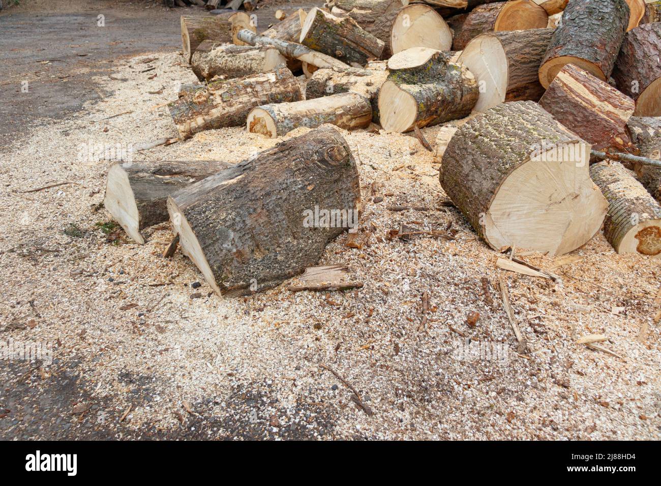 Sawn logs of firewood lying on the asphalt among the sawdust. A bunch ...