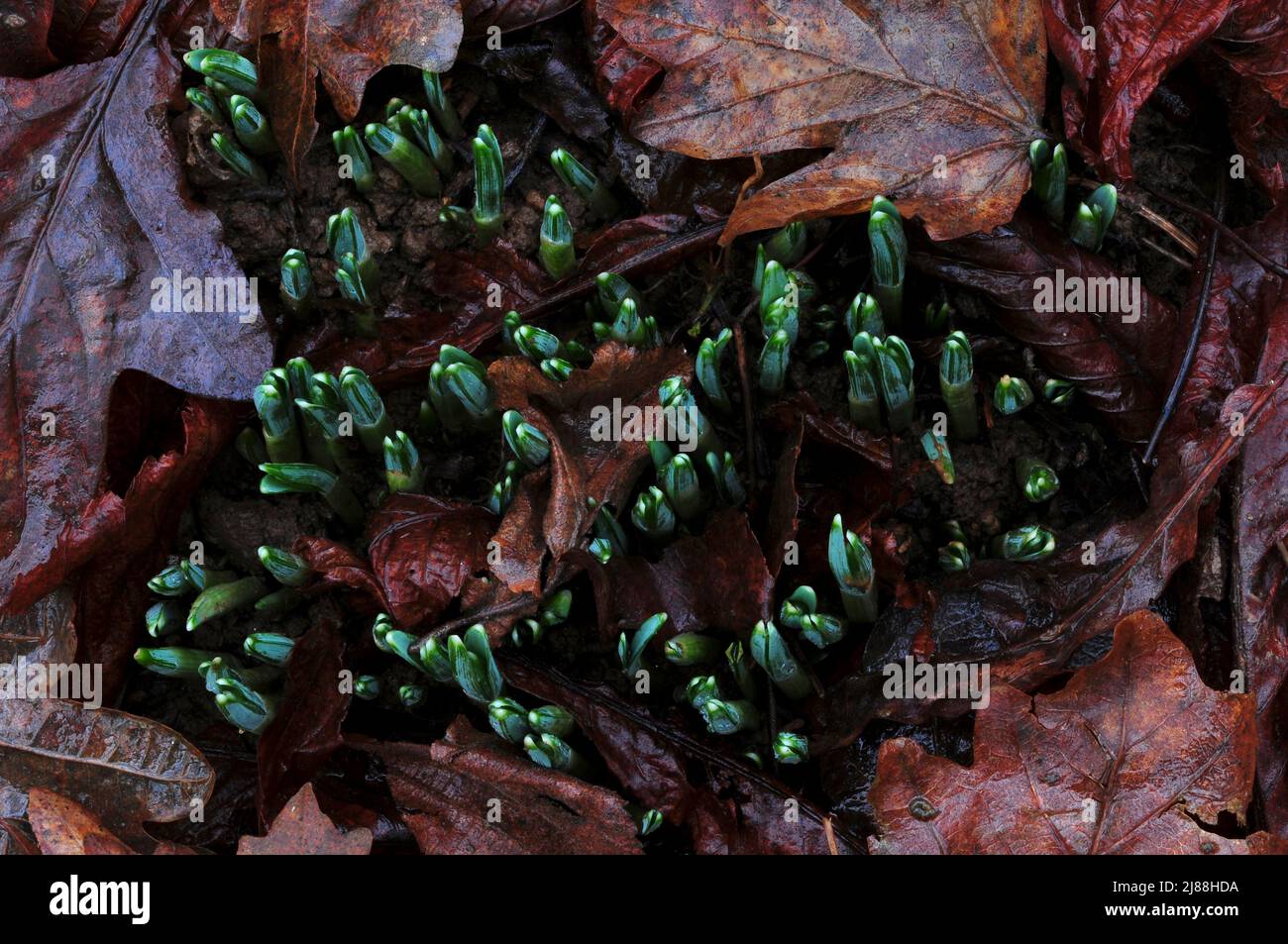 Snowdrop buds pushing up through leaf litter Stock Photo - Alamy