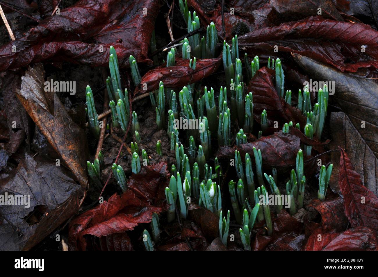 Snowdrop buds pushing up through leaf litter Stock Photo - Alamy