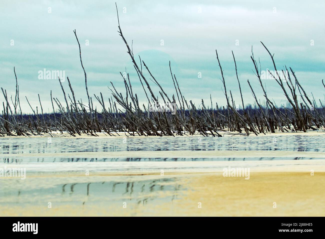 Winter views of lowland moor with yellow rotten ice, dry trees and ...