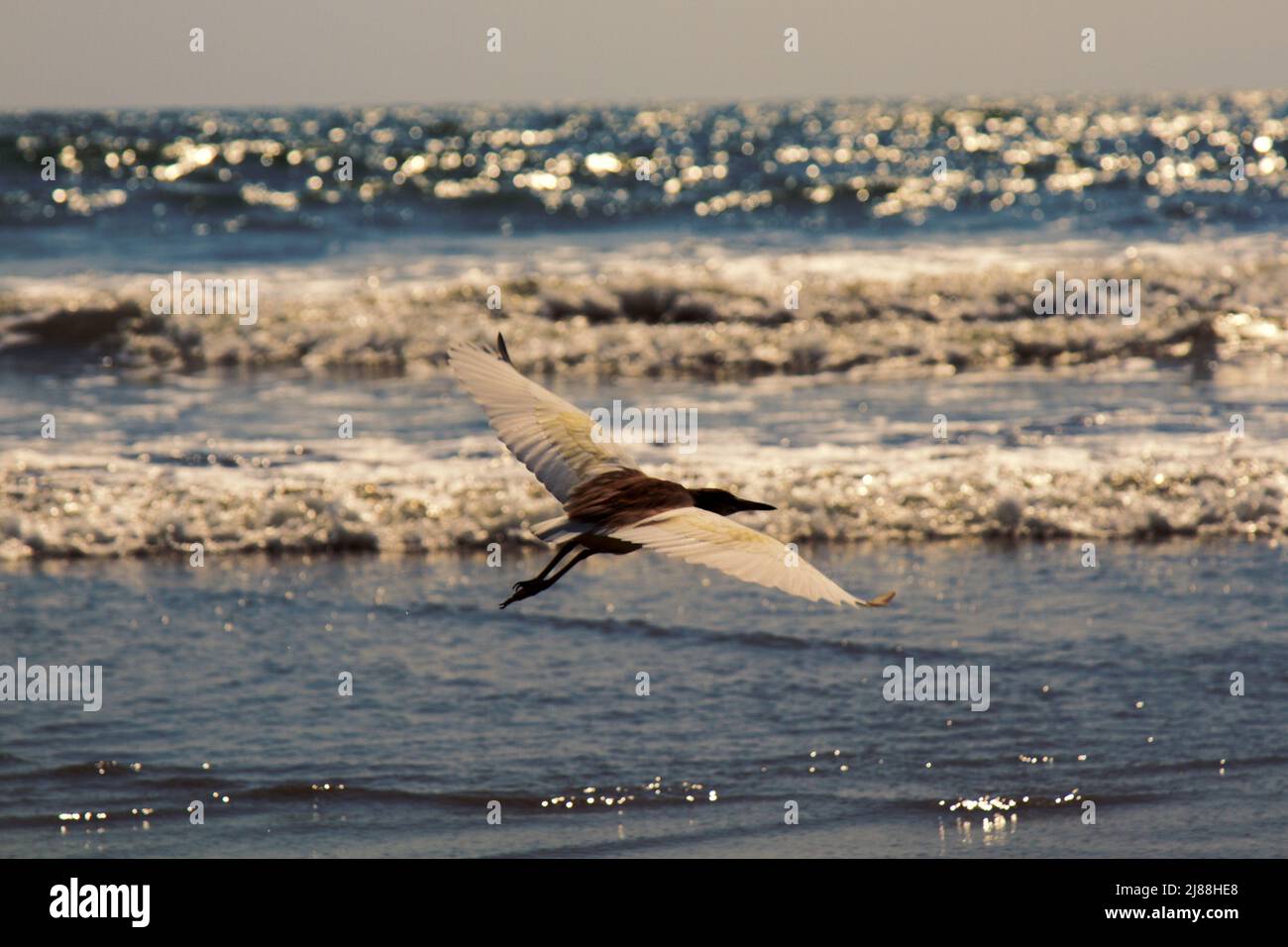 Indian pond heron breeding plumage hi-res stock photography and images ...