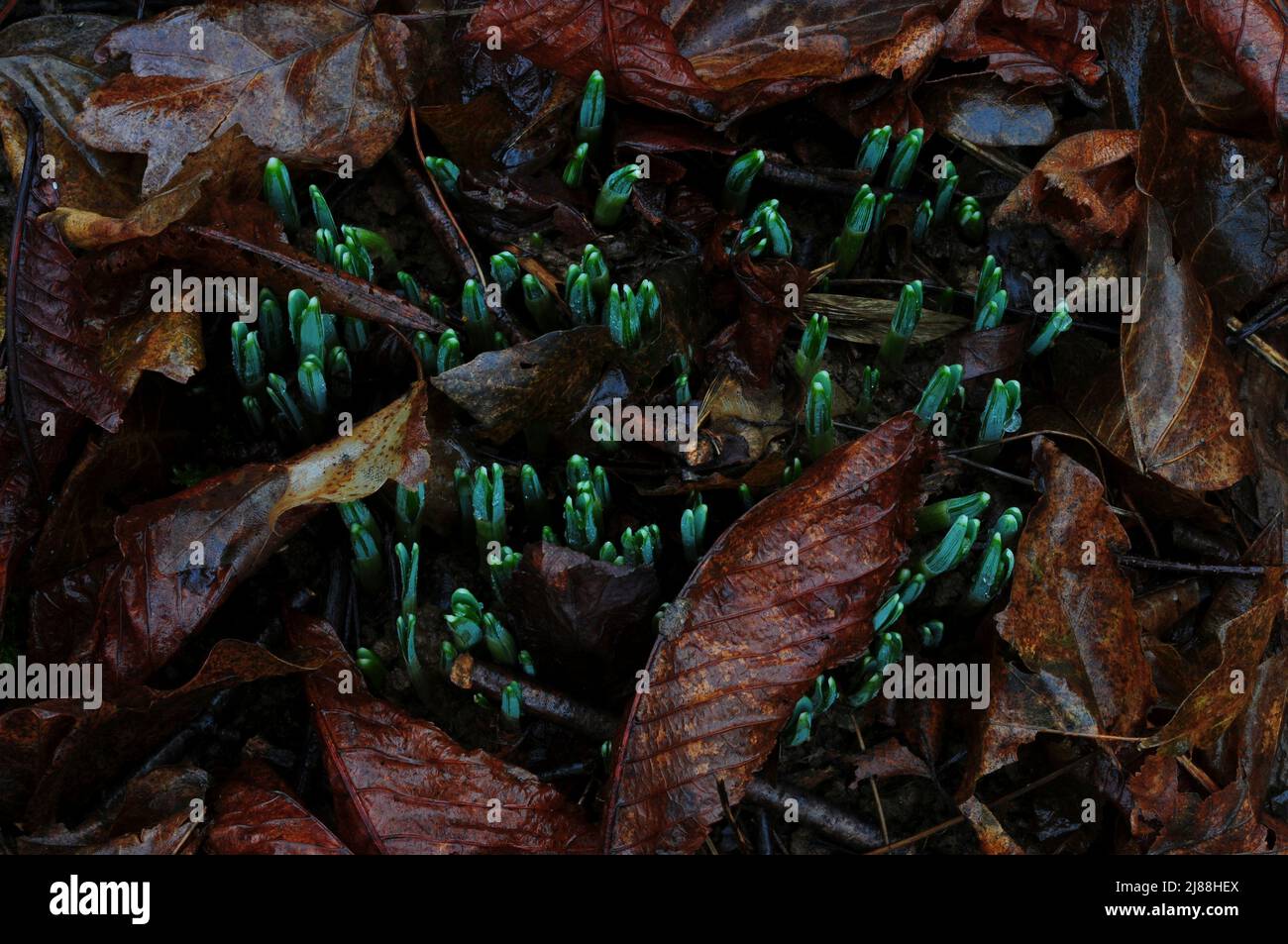 Snowdrop buds pushing up through leaf litter Stock Photo - Alamy