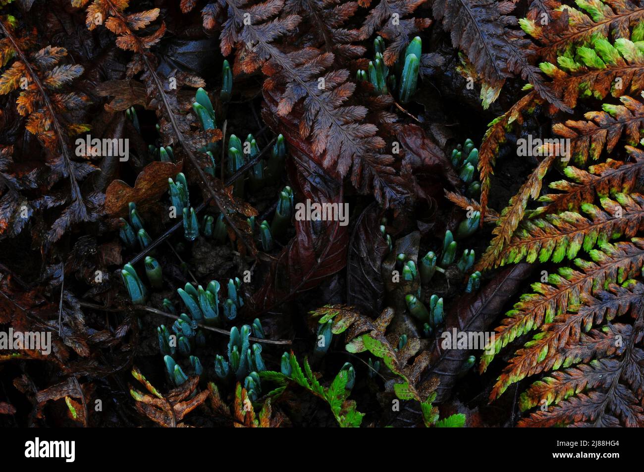 Snowdrop buds pushing up through leaf litter Stock Photo - Alamy