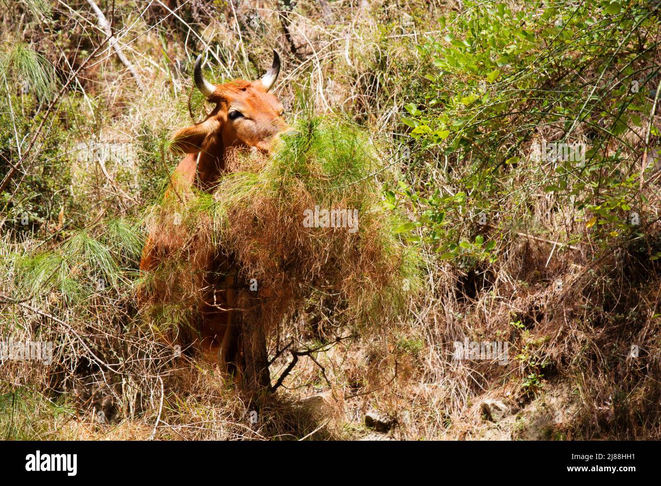 Subtropical winter hi-res stock photography and images - Alamy