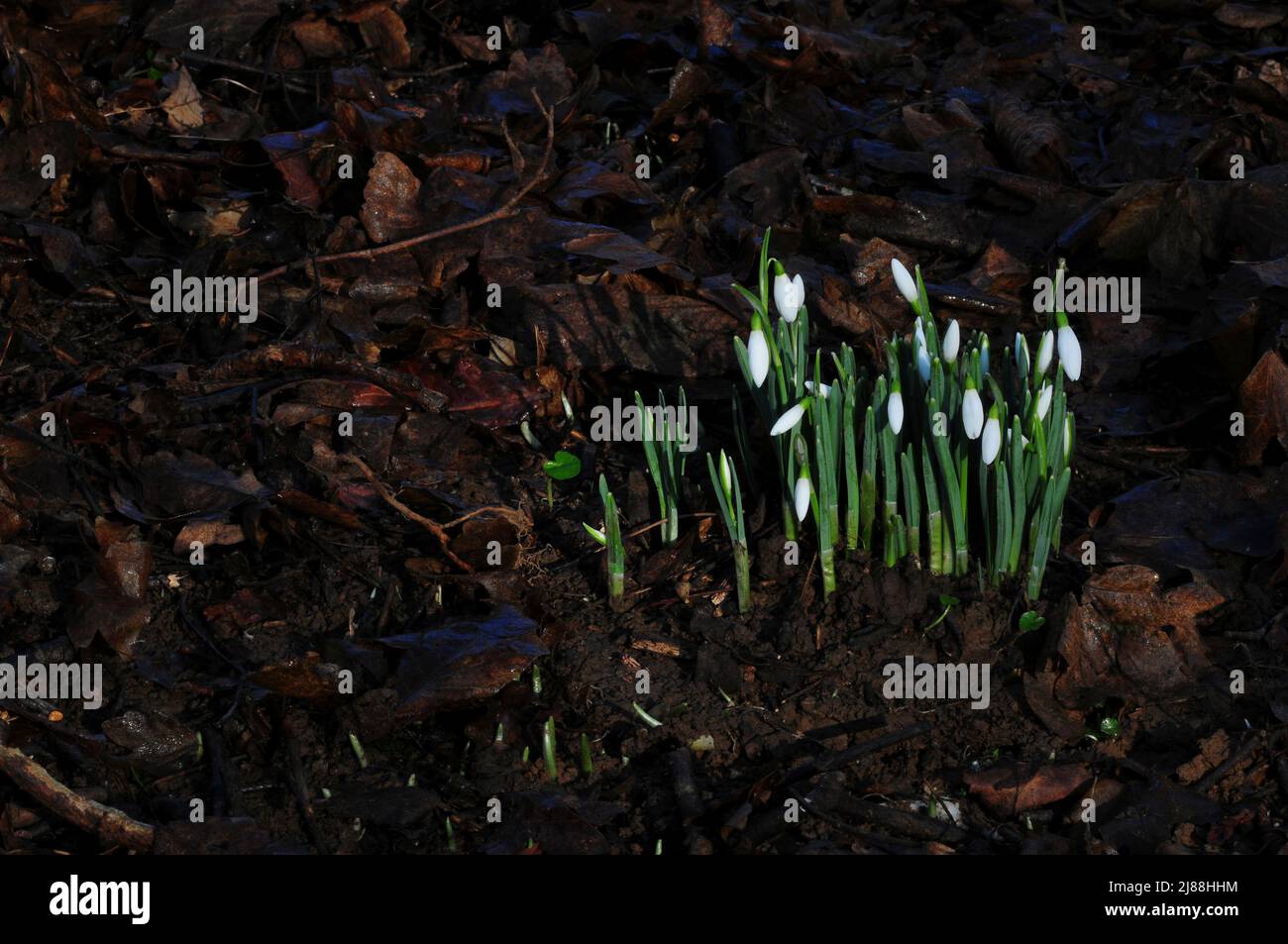 Snowdrop buds pushing up through leaf litter Stock Photo - Alamy