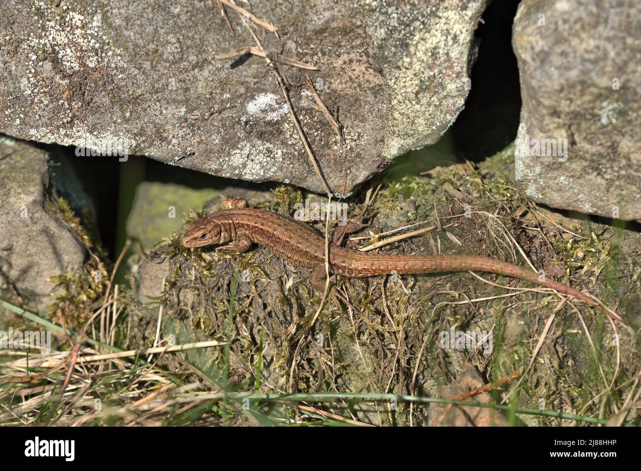 Common lizard uk hi-res stock photography and images - Alamy