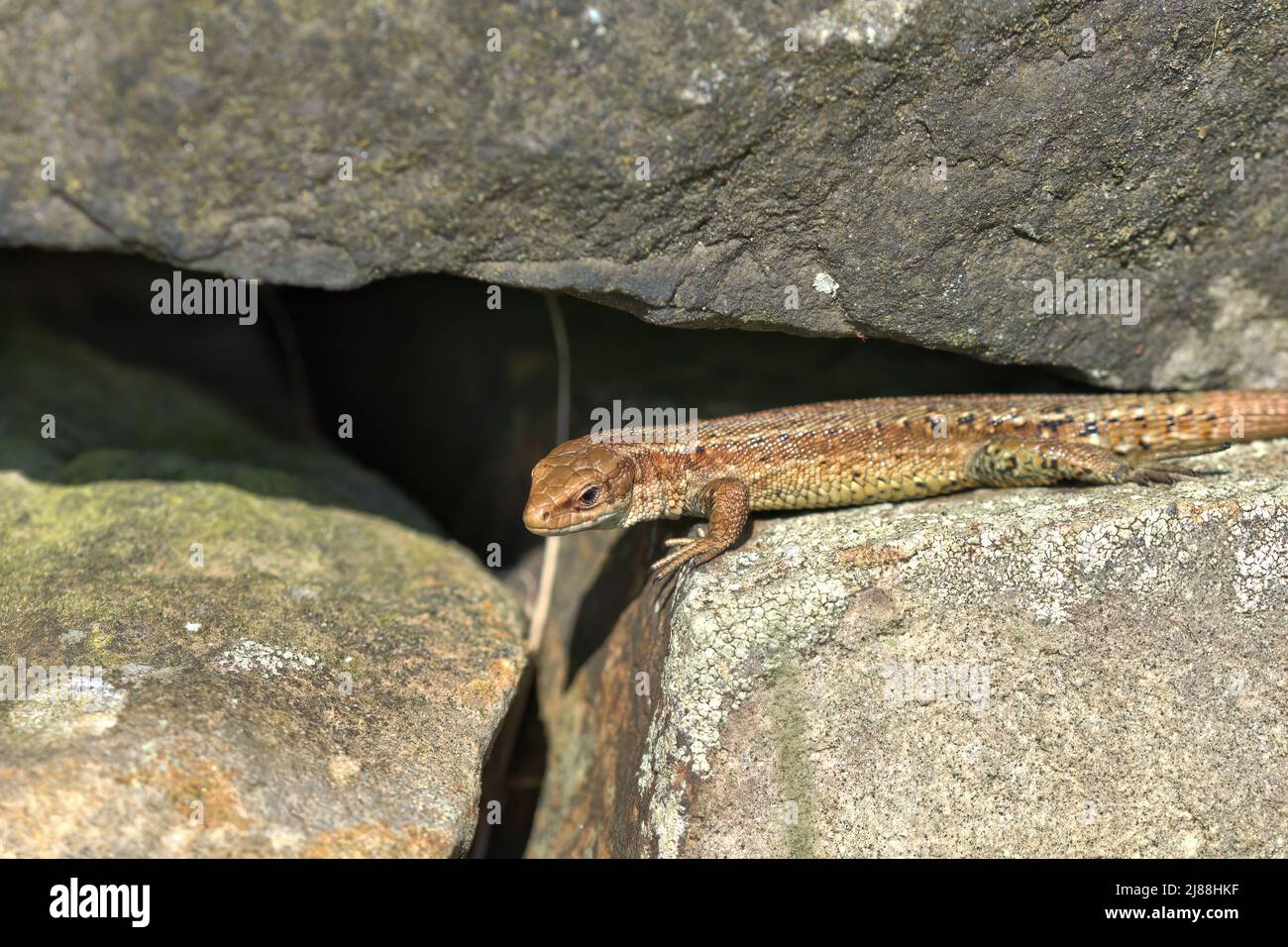 Common lizard uk hi-res stock photography and images - Alamy