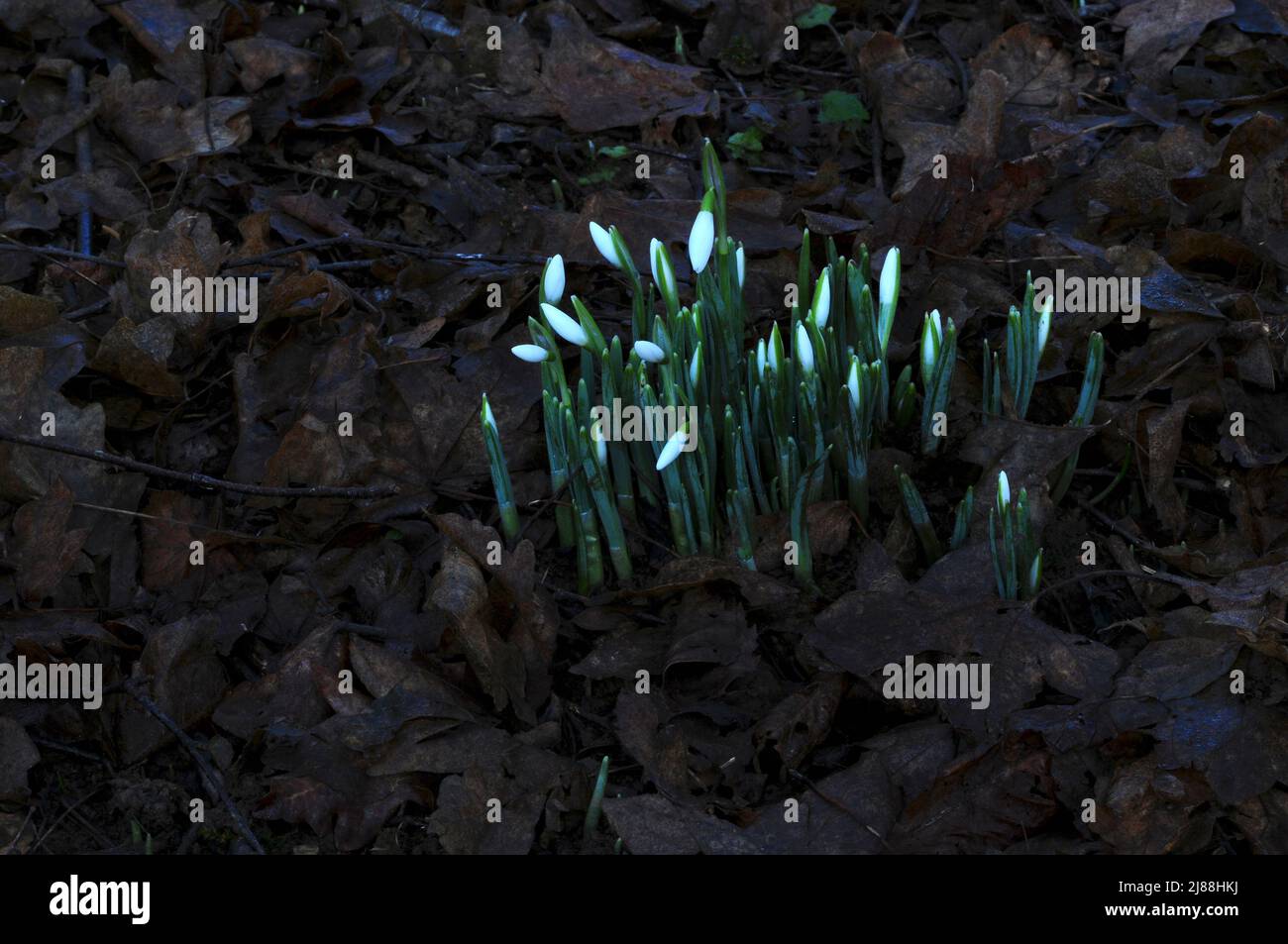 Snowdrop buds pushing up through leaf litter Stock Photo - Alamy