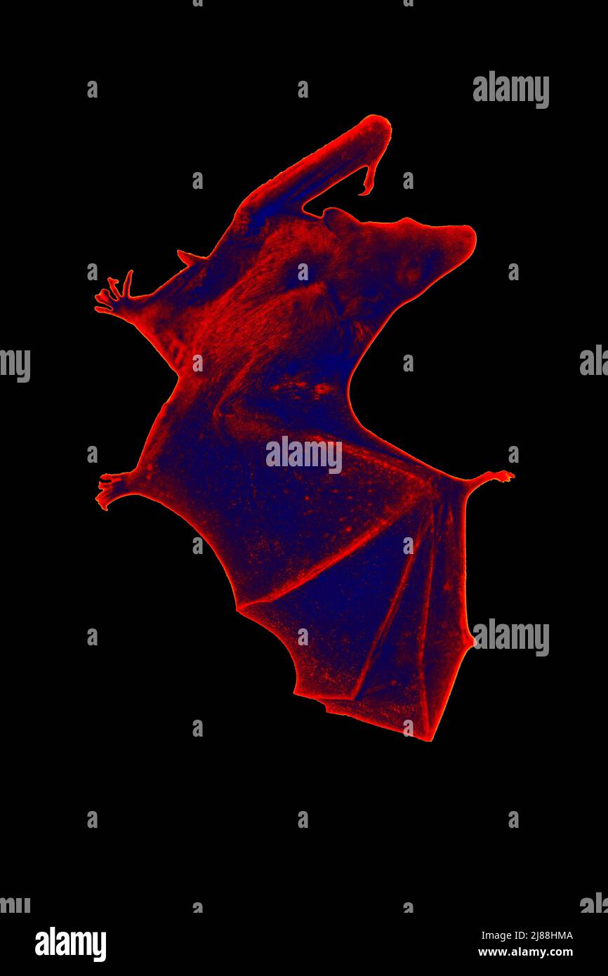 Image of bats hi-res stock photography and images - Alamy