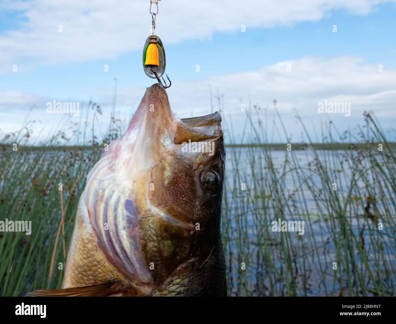 Trophy fishing. This European Perch (rivers perch) weighing 1.2 ...