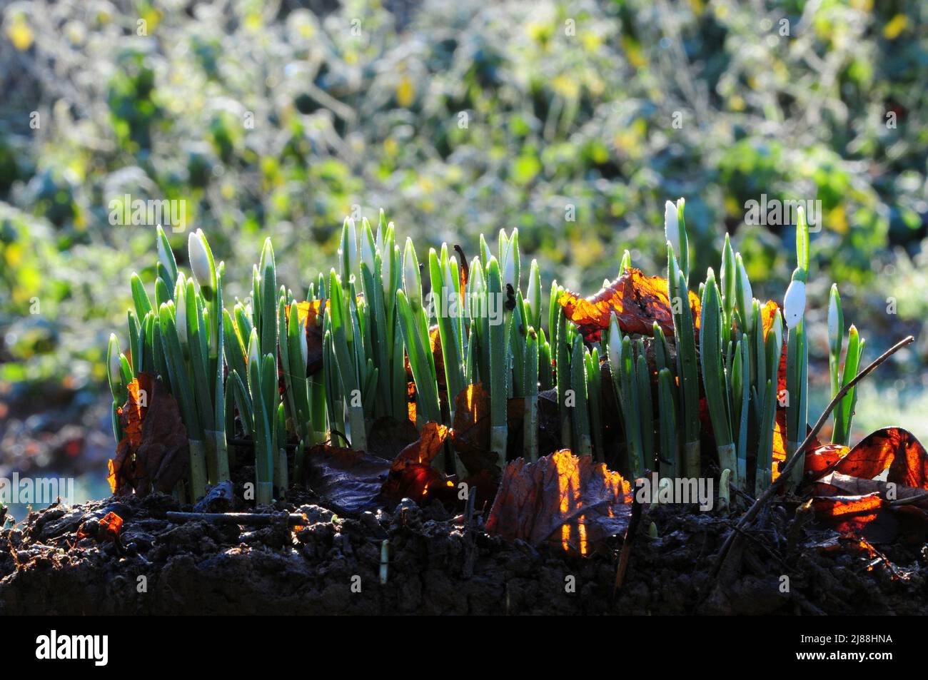 Snowdrop buds pushing up through leaf litter Stock Photo - Alamy