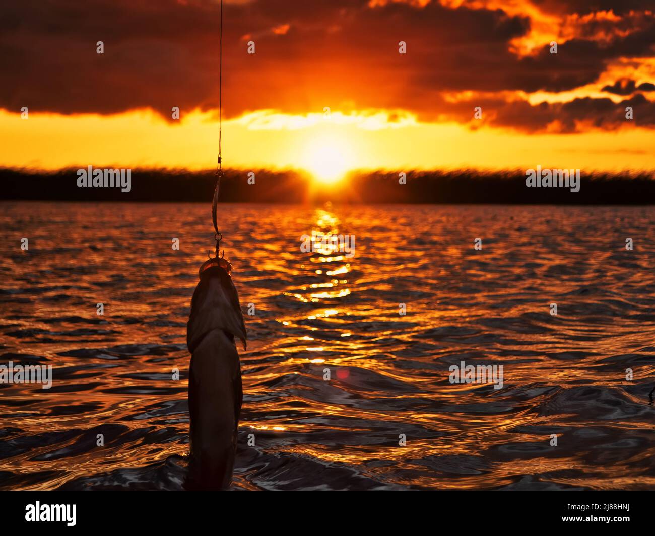 Fishing at sunset. Catching predatory fish on spinning. Sunset colors ...