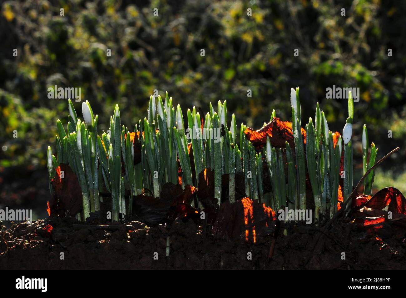 Snowdrop buds pushing up through leaf litter Stock Photo - Alamy