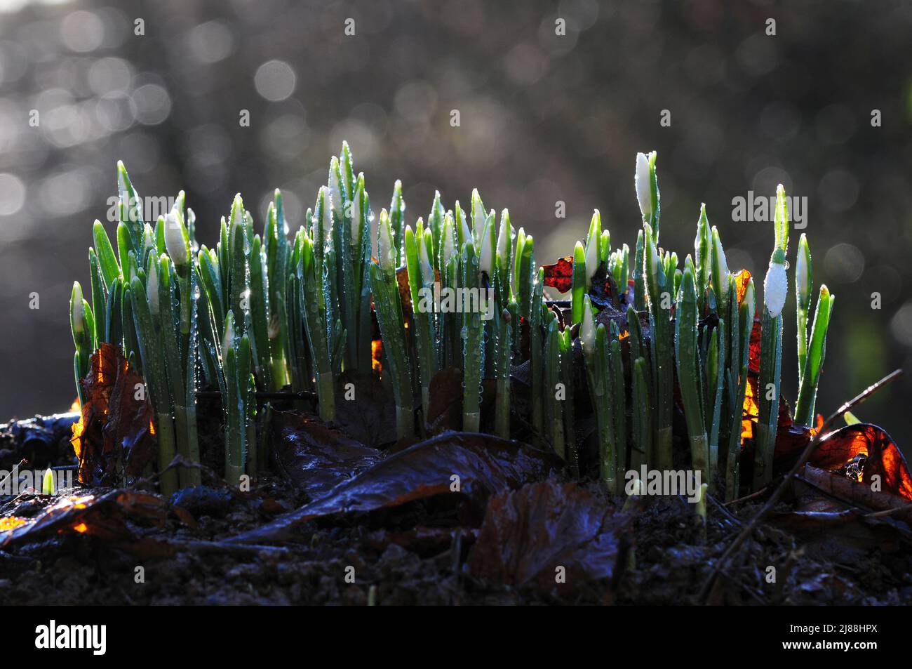 Snowdrop buds hi-res stock photography and images - Alamy