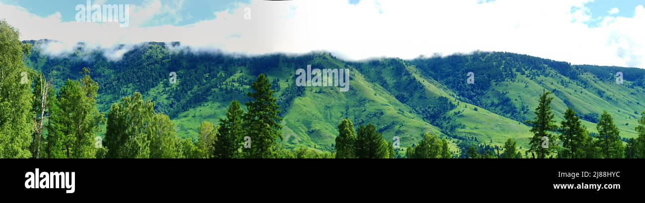 Altai Mountains, vertical zonality. Transition zone from deciduous to ...