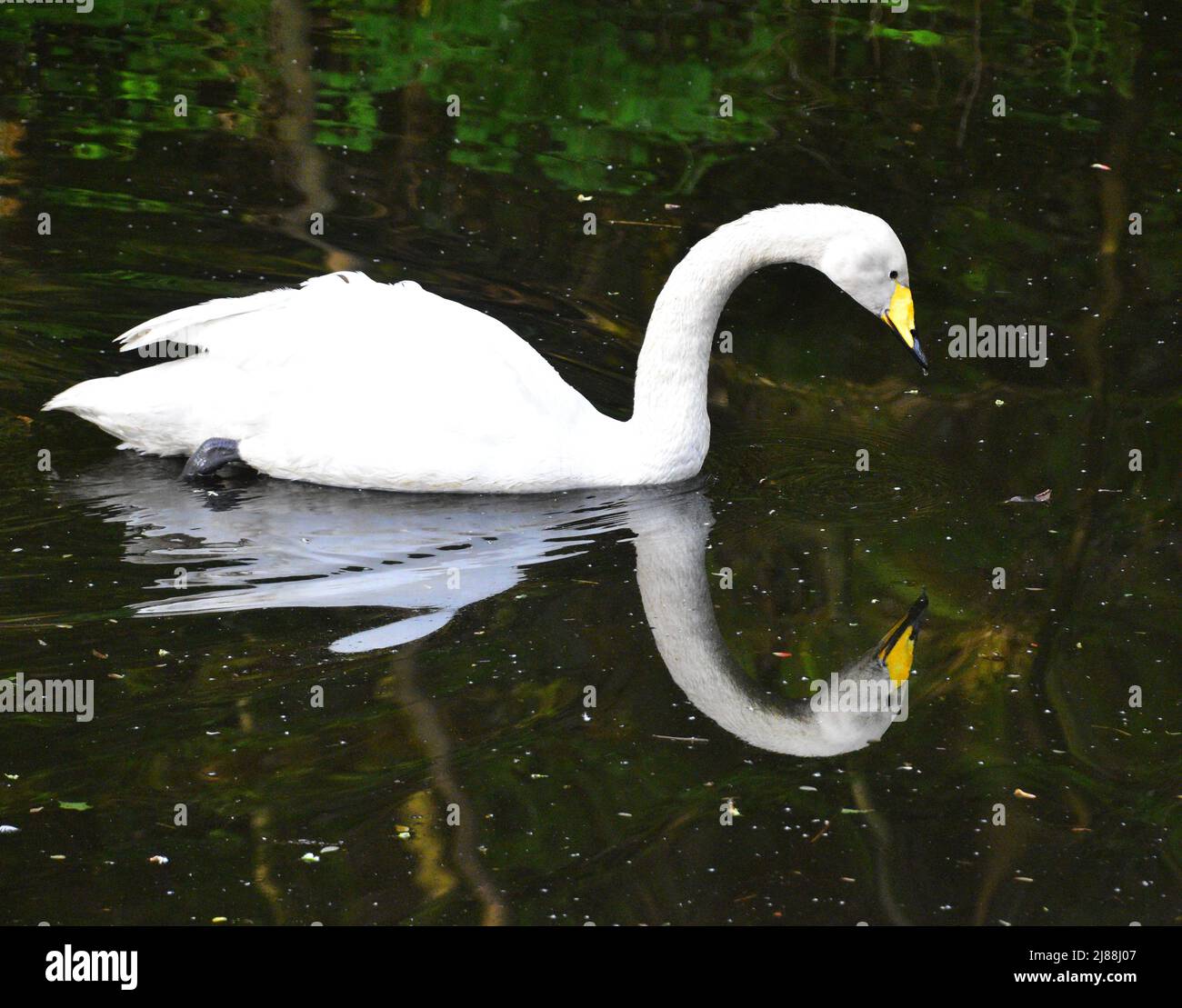 Whooper Swan, Rochdale Canal, Hebden Bridge Stock Photo - Alamy