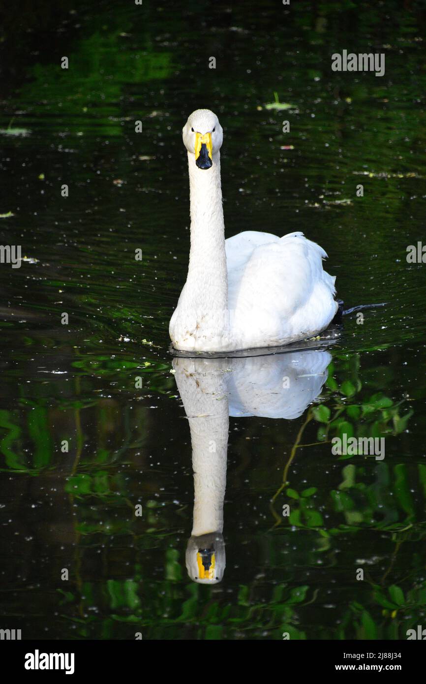 Whooper Swan, Rochdale Canal, Hebden Bridge Stock Photo - Alamy
