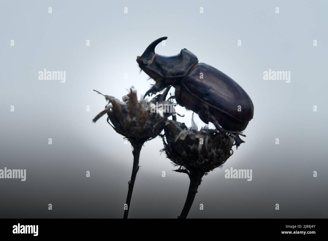 Dead insects. Rhinoceros beetle died in a dry place. Big bug Stock ...