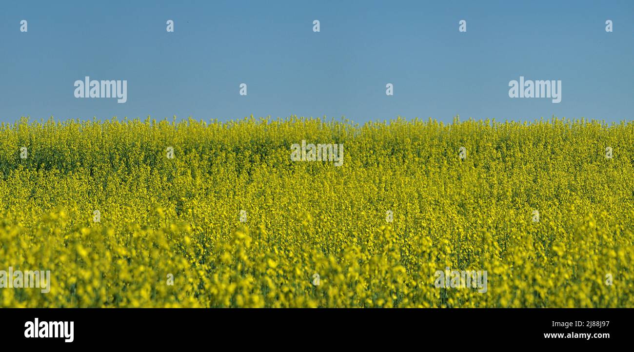 Yellow field cress hi-res stock photography and images - Alamy