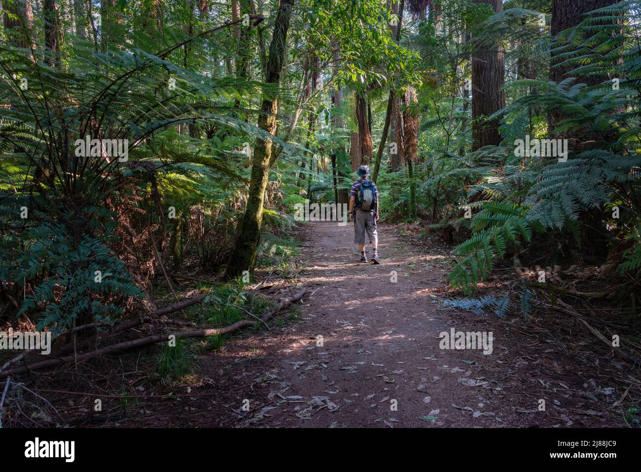 Walking in the Redwoods forest, Rotorua Stock Photo - Alamy
