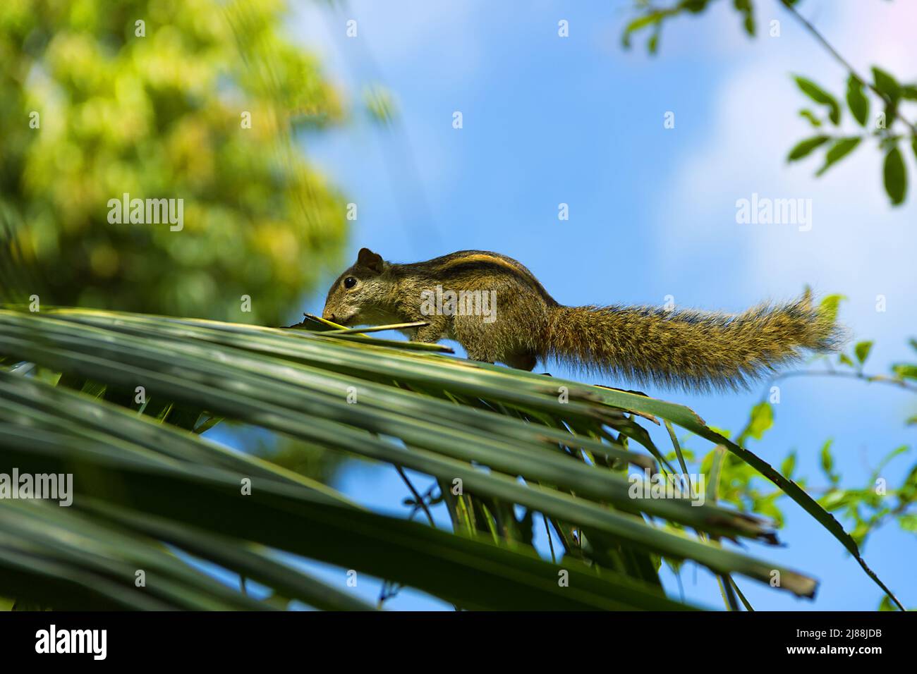 Palm squirrel of the endemic Ceylon subspecies (Funambulus palmarum ...