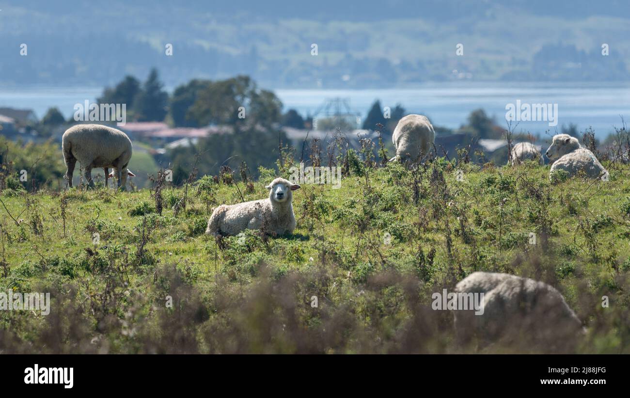 Sheep grazing on the top of the hill with lake and hill in the distance ...