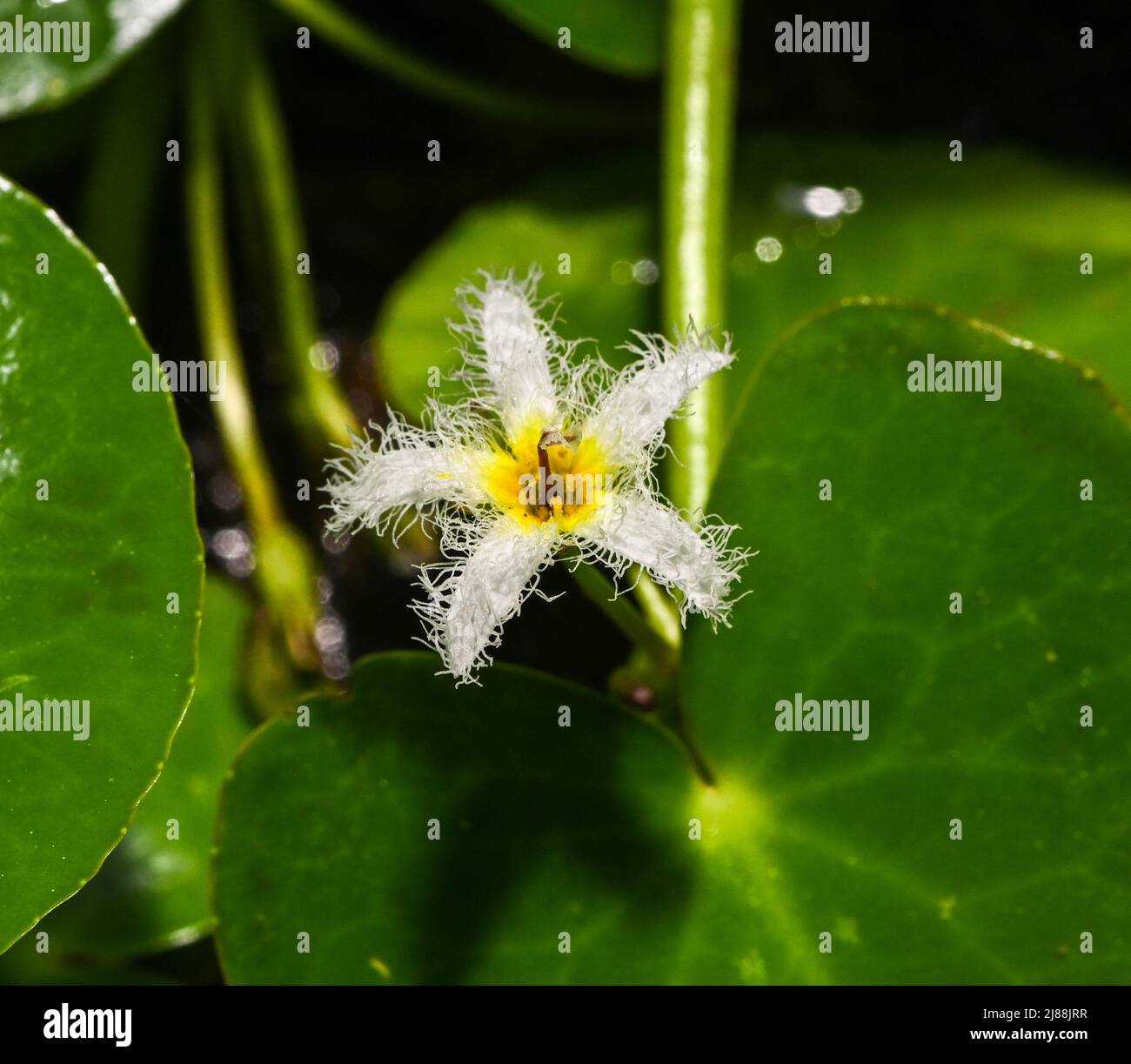 Fringe lily hi-res stock photography and images - Alamy