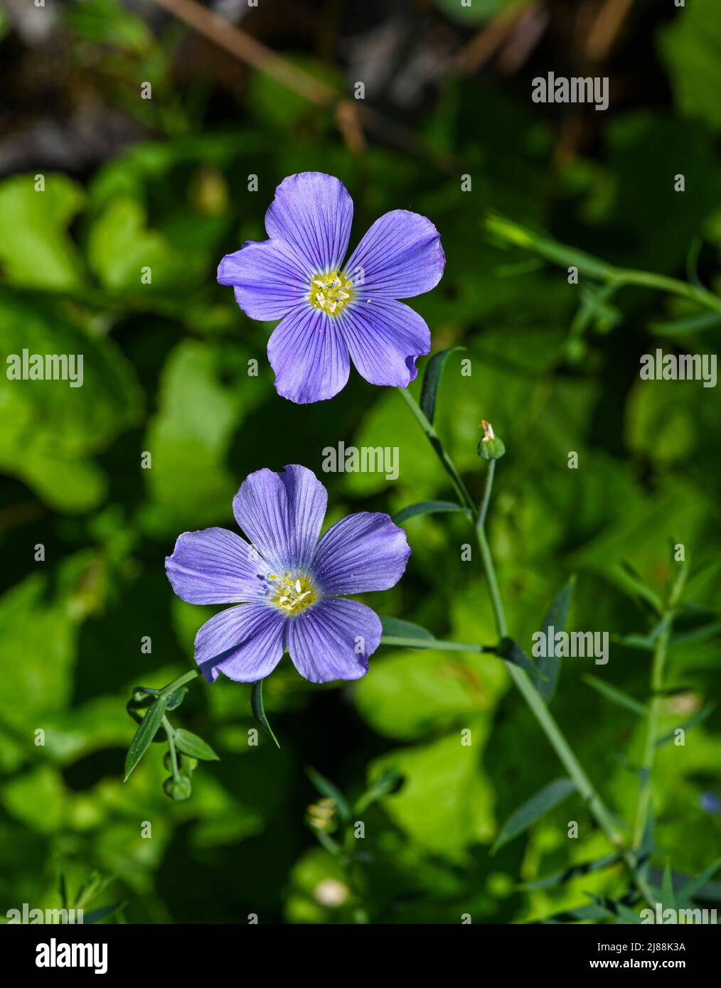 Linum perenne lewisii hi-res stock photography and images - Alamy