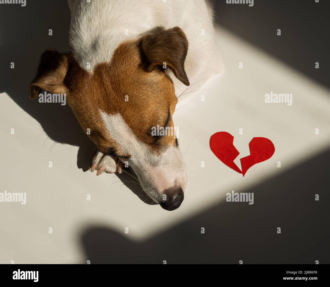 Jack Russell Terrier Dog Lies Next To A Broken Heart Stock Photo Alamy