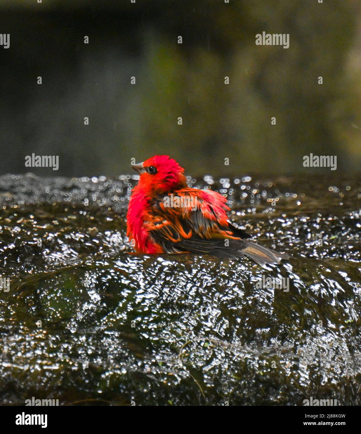 Red fody (Foudia madagascariensis) takes a bath Stock Photo - Alamy