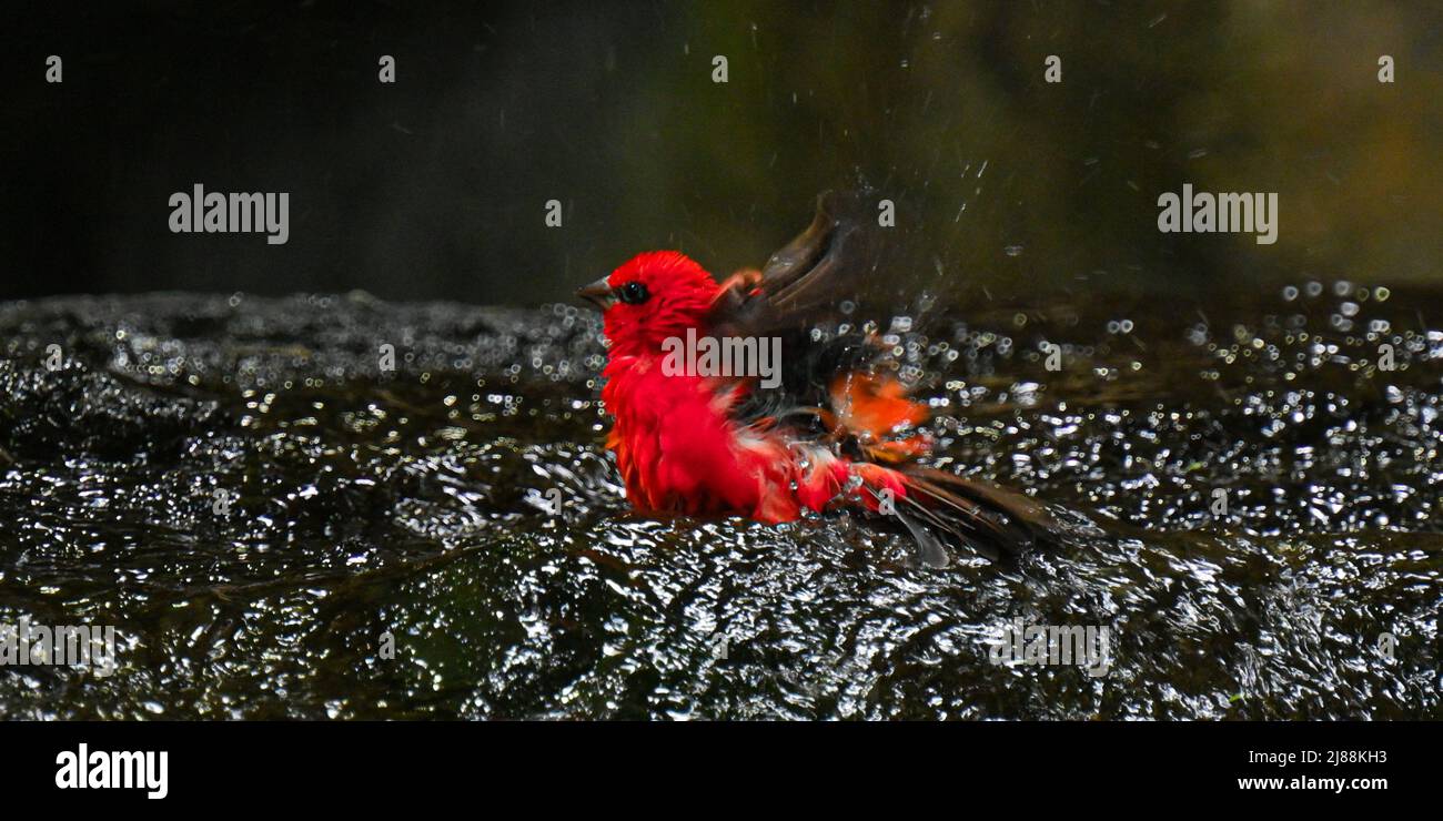 Red fody (Foudia madagascariensis) takes a bath Stock Photo - Alamy