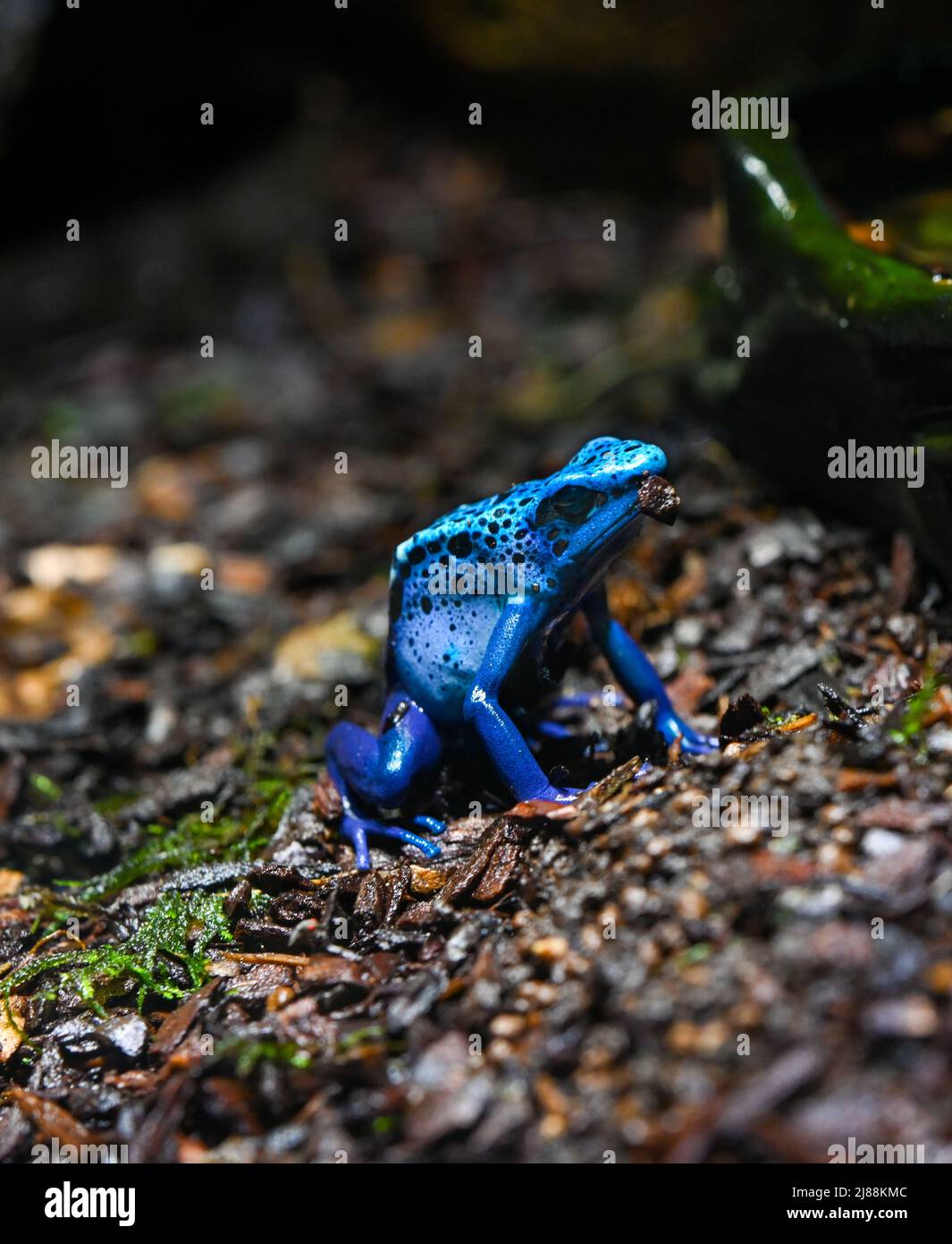 Blue-Poison-Dart-Frog (Dendrobates-azureus) resides in Northeastern ...