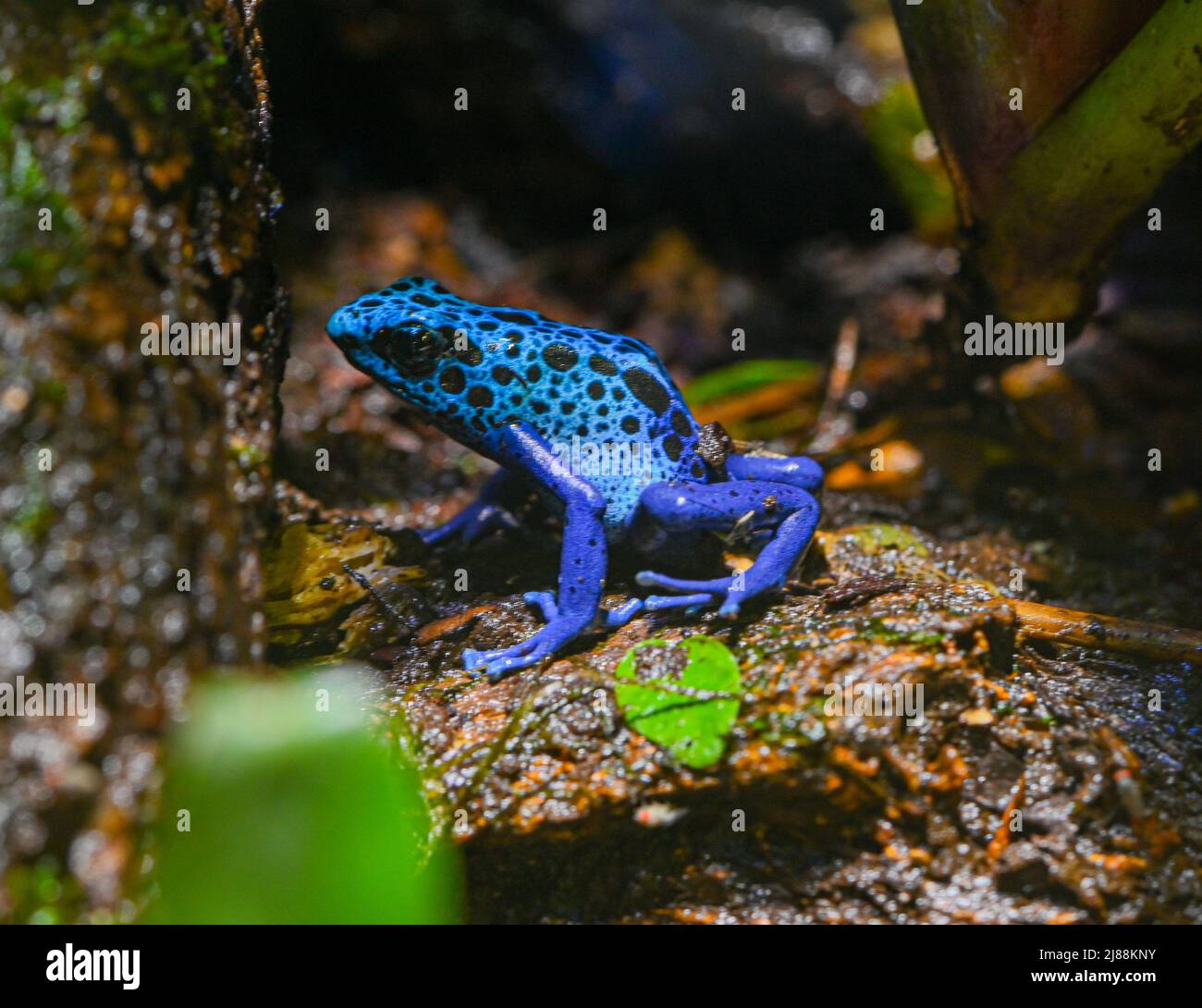 Blue-Poison-Dart-Frog (Dendrobates-azureus) resides in Northeastern ...