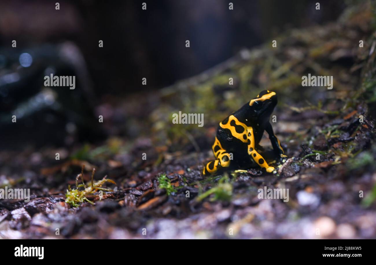 Yellow-banded poison dart frog or yellow-headed poison dart frog ...