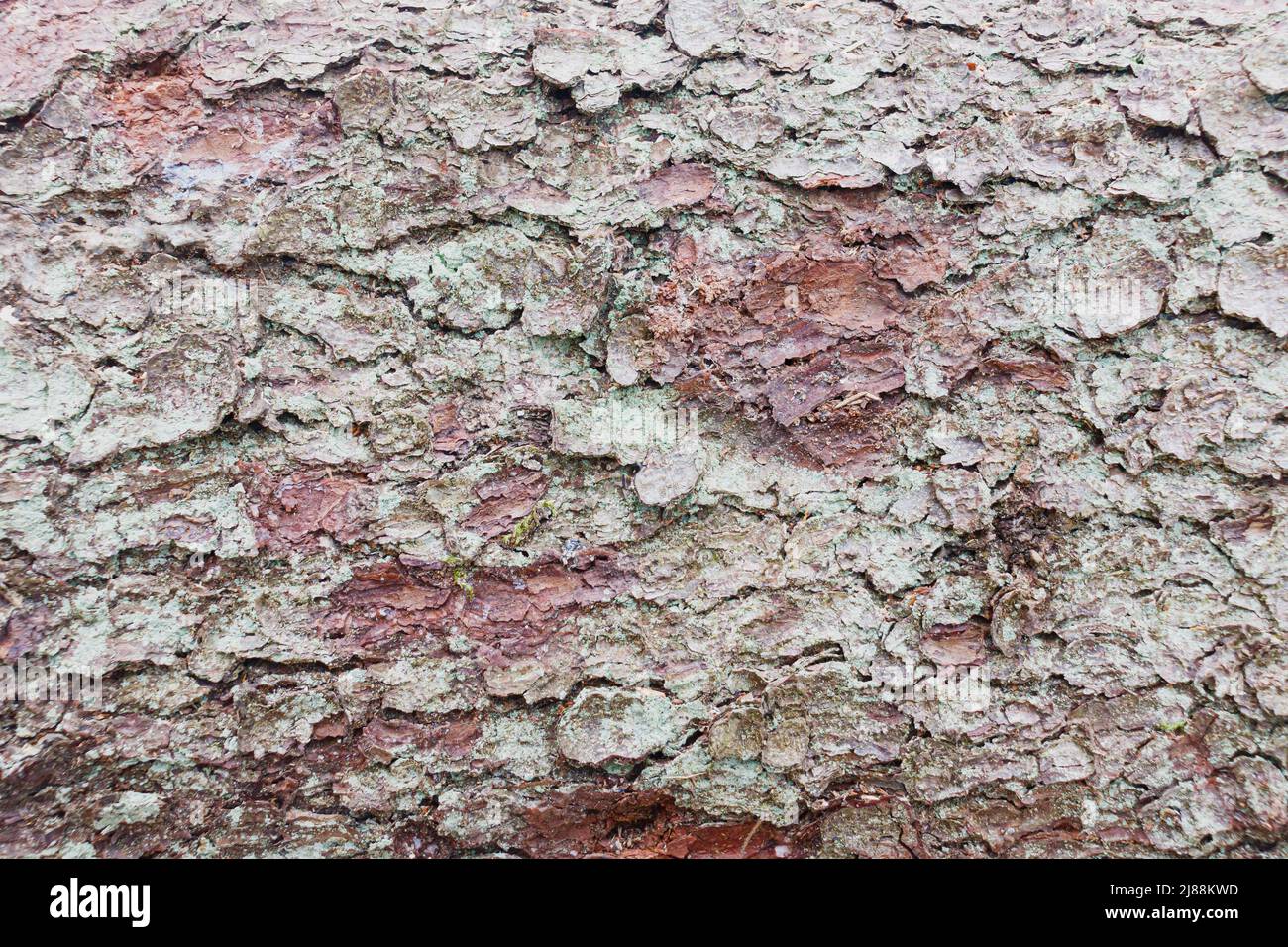 Texture of a patch of spruce tree bark. Greenish lichen coating on the ...