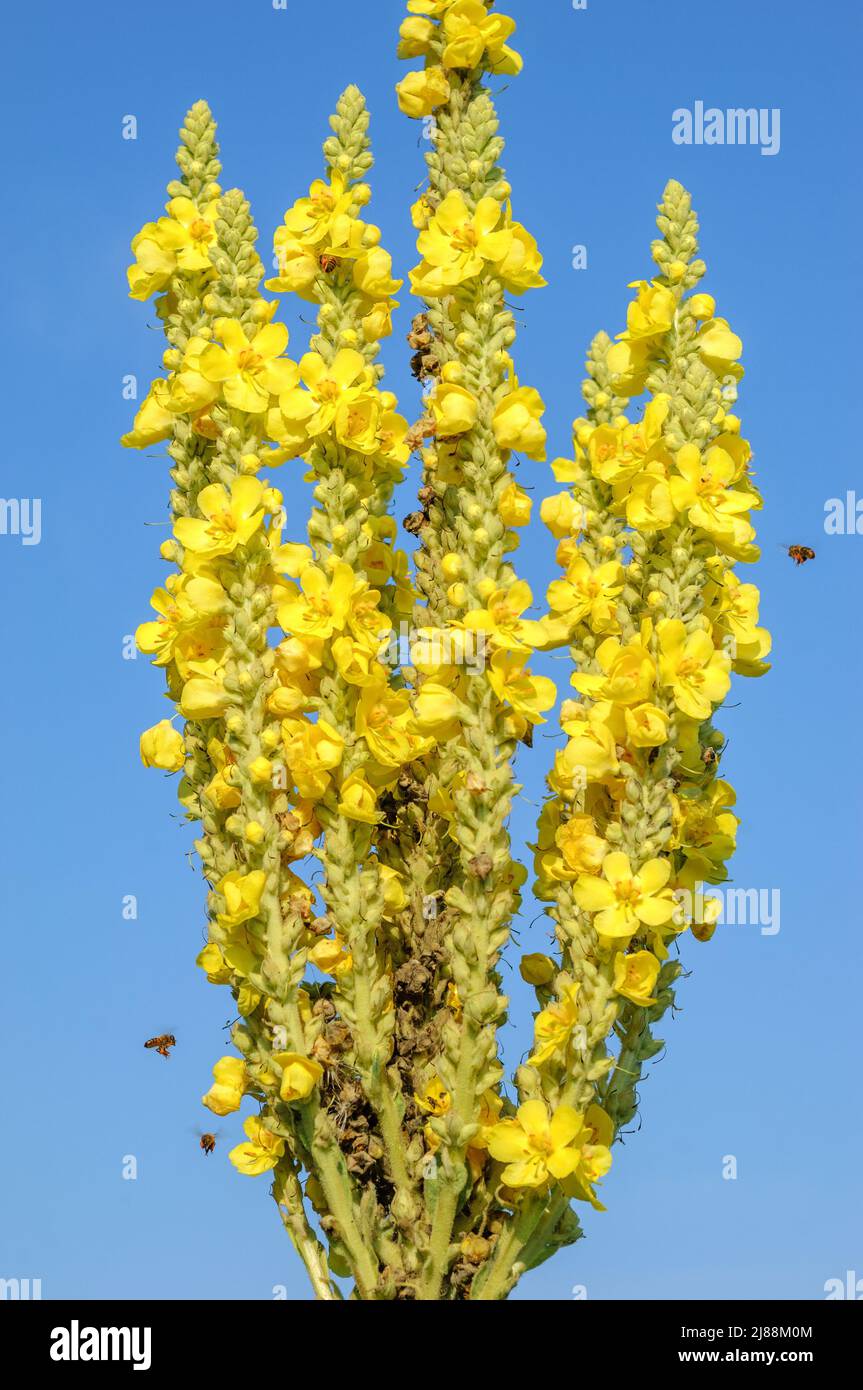 Great mullein in bloom in spring. Heal and strengthen lungs ...