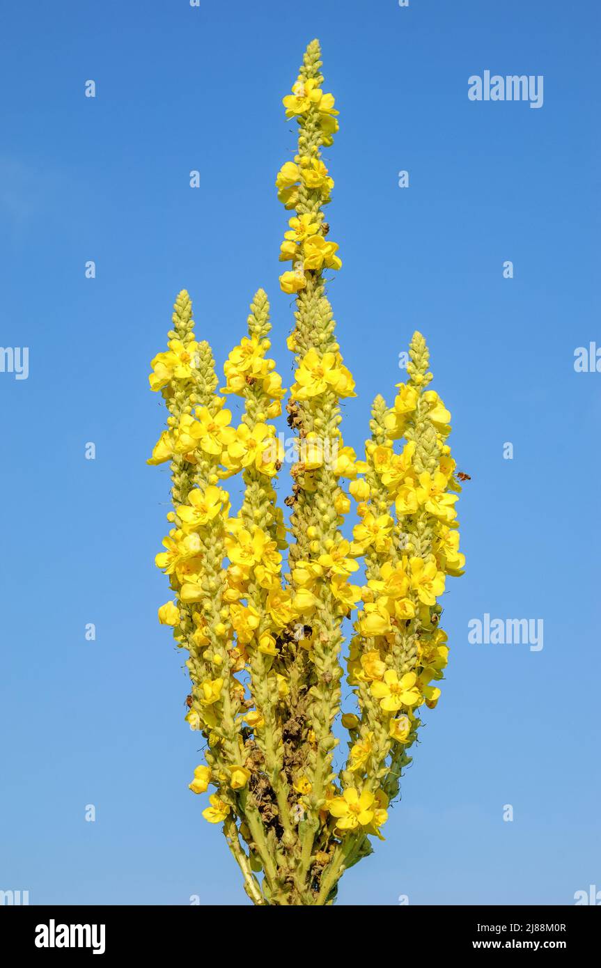 Great mullein in bloom in spring. Heal and strengthen lungs ...