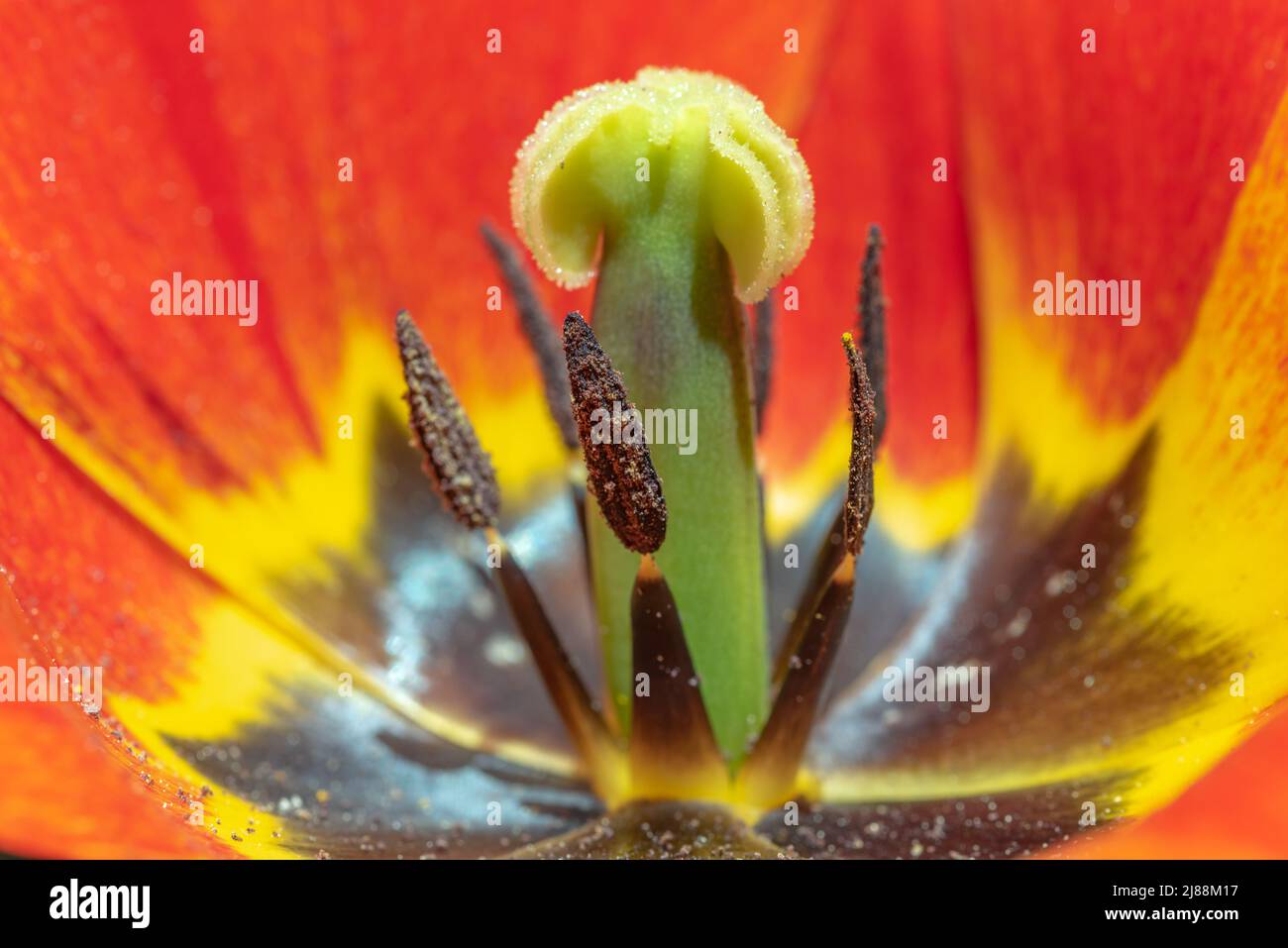 Tulip stamen pistil macro hi-res stock photography and images - Alamy
