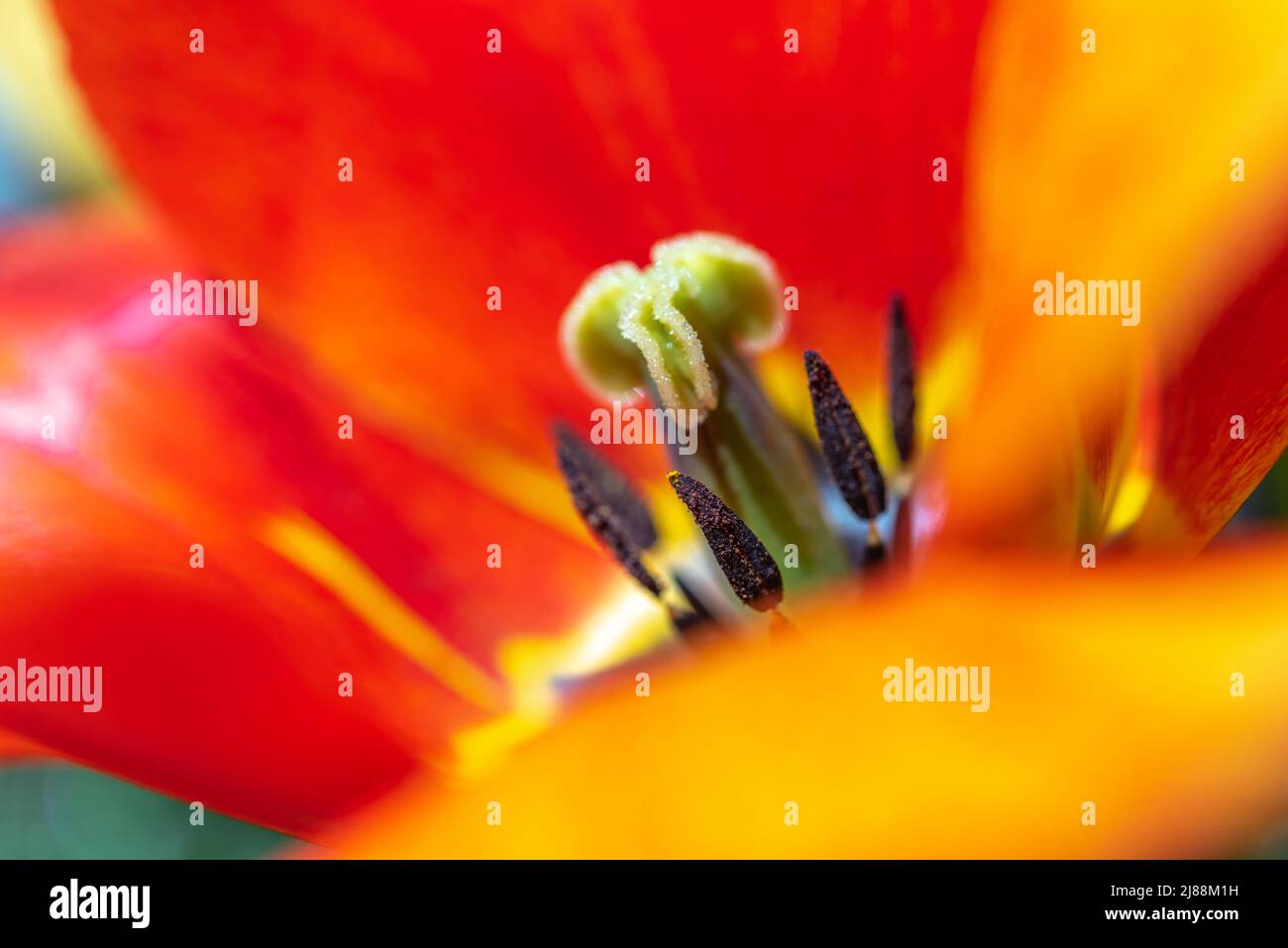 Tulip stamen pistil macro hi-res stock photography and images - Alamy