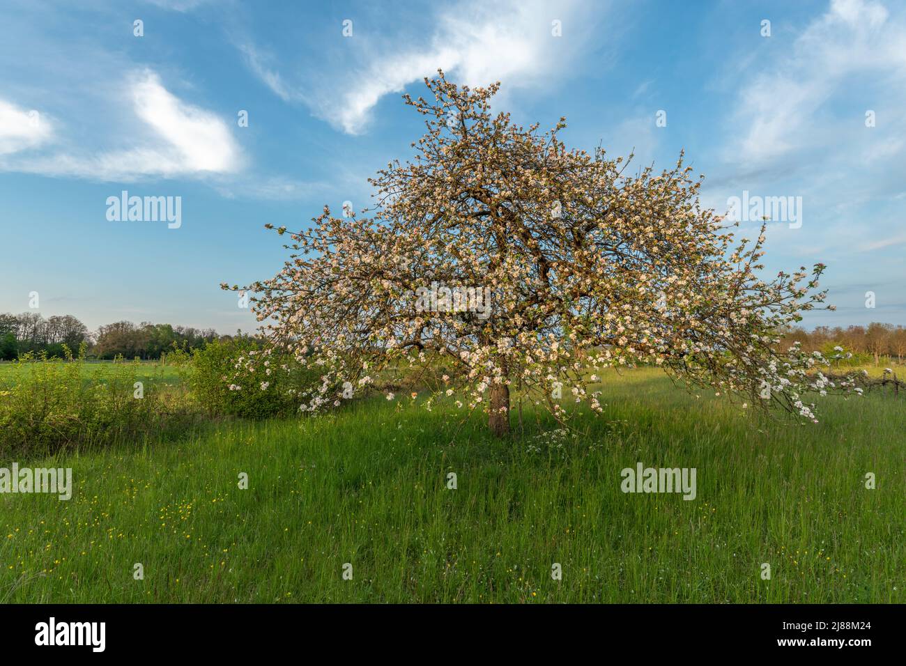 Blooming apple tree in a sunny orchard in spring. France Stock Photo ...
