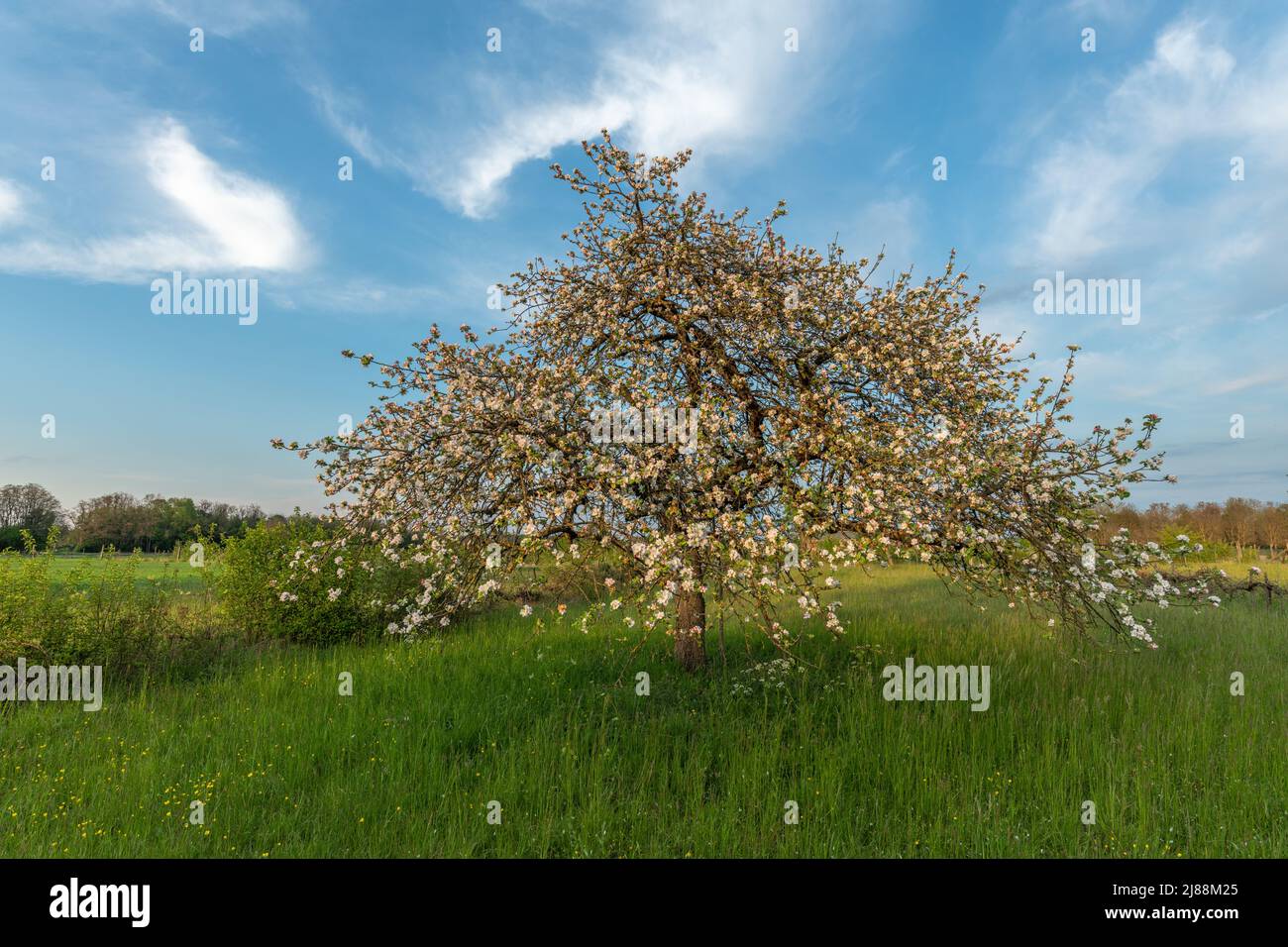 Blooming apple tree in a sunny orchard in spring. France Stock Photo ...
