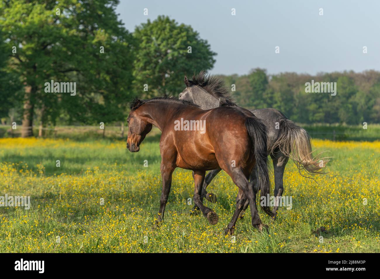 Golden bud hi-res stock photography and images - Alamy