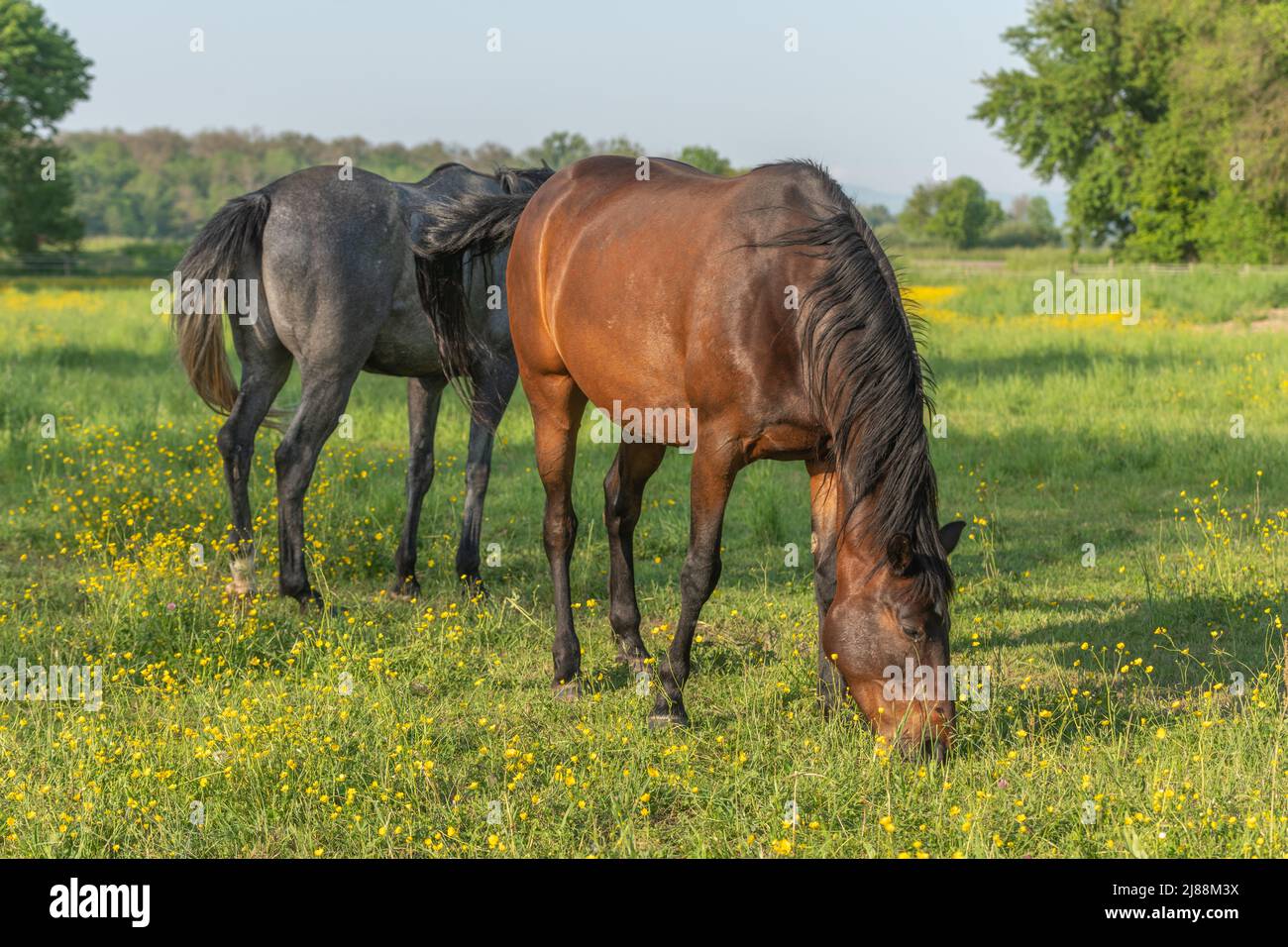 Horse sgrazing grass in meadow flowering with golden bud in spring ...